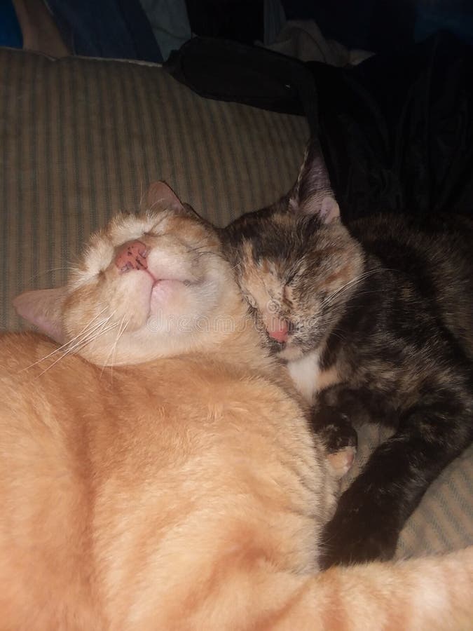 Cuddle Buddies stock photo. Image of cuddle, cats, buddies - 118471424