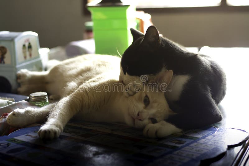 Two Cats Sleeping Together Hug Stock Photo - Image of adorable, soft ...