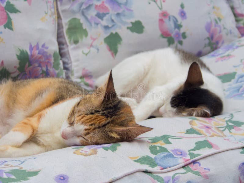 Two Cats Sleeping Together stock image. Image of relaxation - 96826467