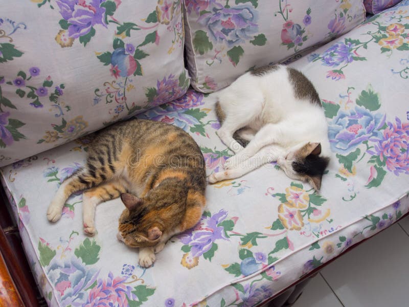 Two Cats Sleeping Together stock image. Image of pets - 96820445