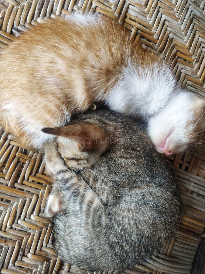 Two Cats Sleeping Very Cute. Stock Photo - Image of sleeping, cats ...