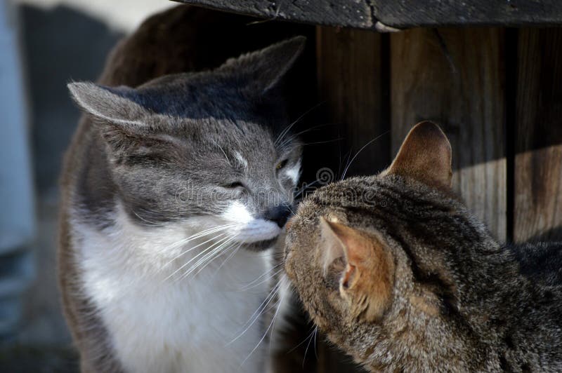 Two Cats are Sniffing Each Other Stock Image - Image of whiskers ...