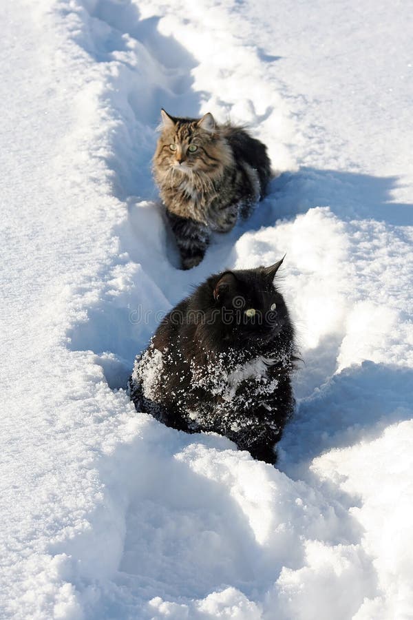 Two cats in the snow stock photo. Image of gallop, glad - 27201276