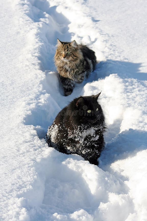 Two cats in the snow stock photo. Image of black, hunt - 25722782