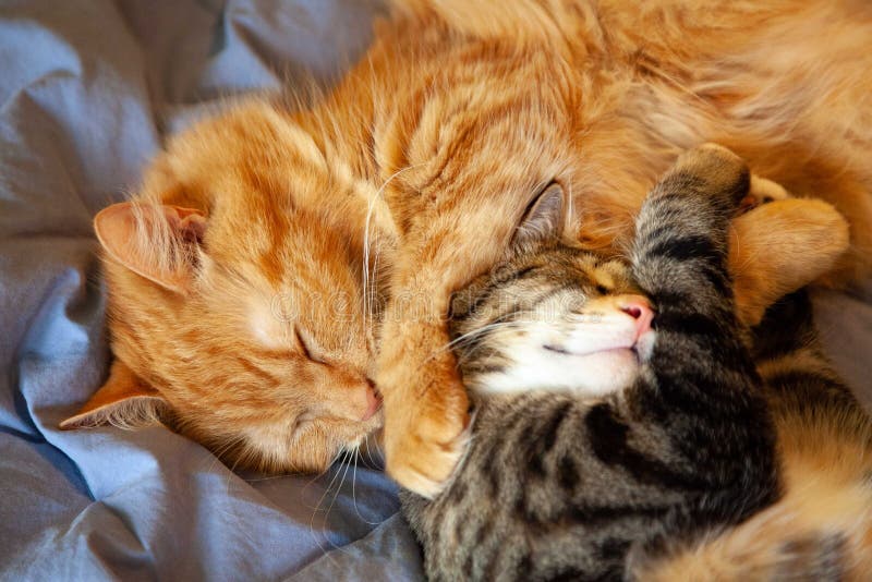 Two Cats Snuggled Together stock image. Image of mammal - 256357599