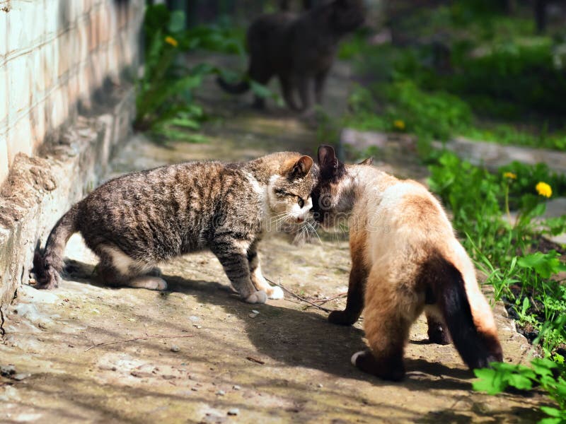 Two Cats Sort Out the Relationship Over a Female Cat Stock Photo ...