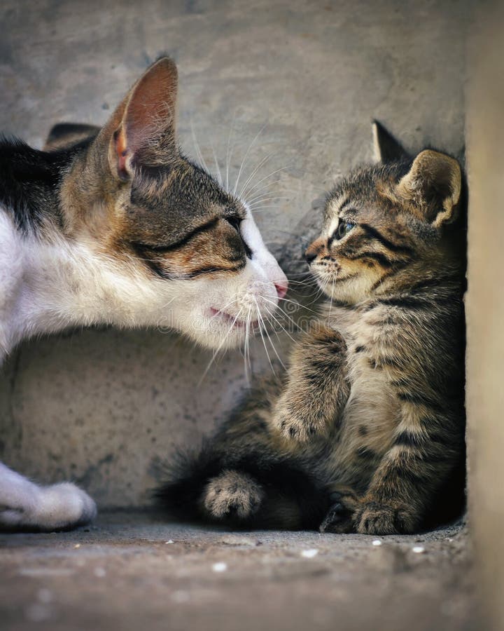 My Cats Starring at Each Other Playing at the Ground in the Nice ...