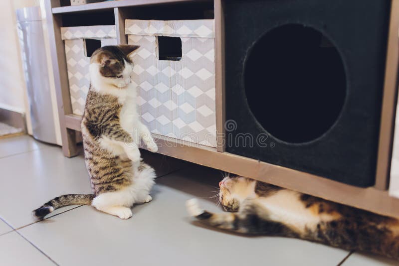 Two Cats Start Fighting with Angry Face. Stock Photo - Image of ...