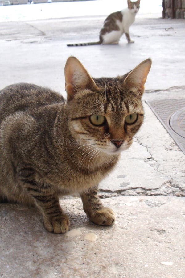 Two cats on the street stock photo. Image of cats, beautiful - 256355870