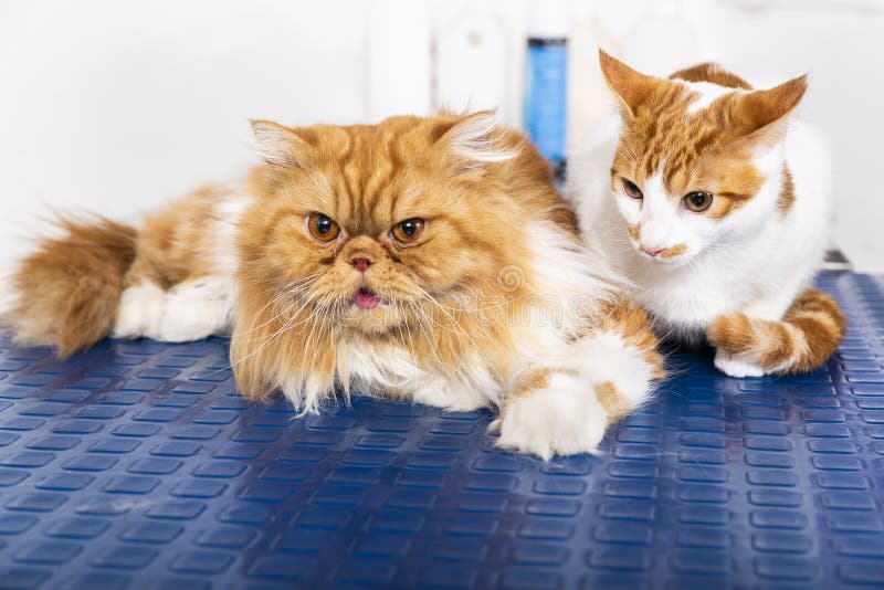 Two Cats on the Table of a Veterinarian Stock Photo - Image of grey ...