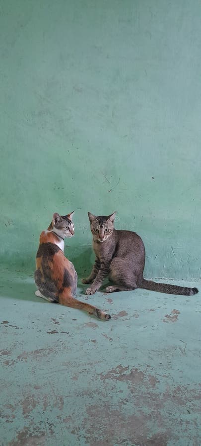 Two Cats Take a Serious Pose Stock Image - Image of serious, pose ...
