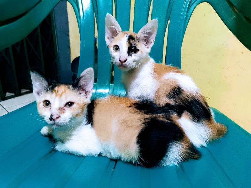 Two cats taking a photo stock image. Image of cats, chair - 329979813