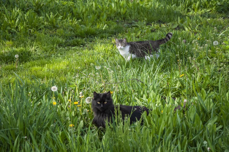 Two Cats in Tall Green Grass Hunt on a Sunny Summer Day. Stock Photo ...