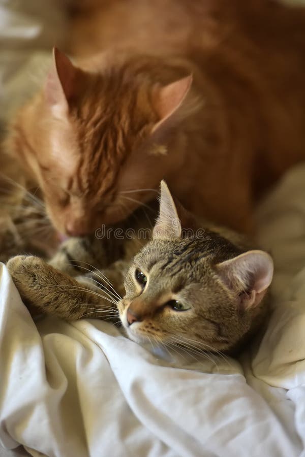 Two cats together, love stock photo. Image of lights - 138049062