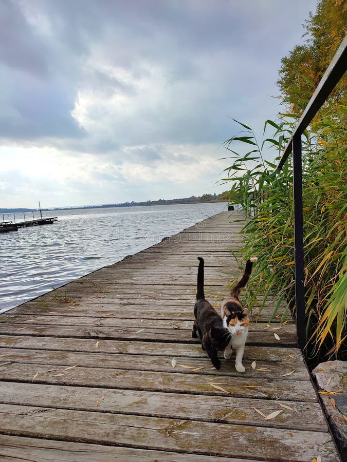 Two cats stock photo. Image of walkway, pier, water - 240509490