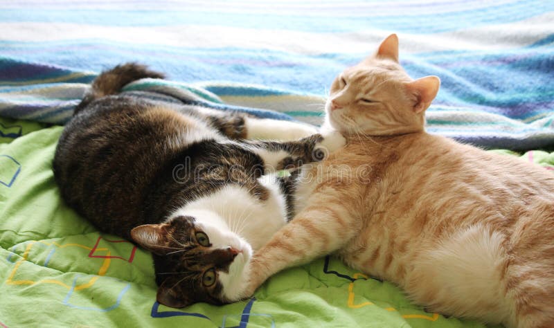 Two cats stock image. Image of together, grey, love - 162244167