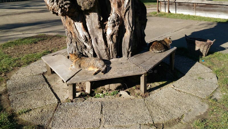 Two Cats Under the Shadow of a Tree Stock Image - Image of pavement ...