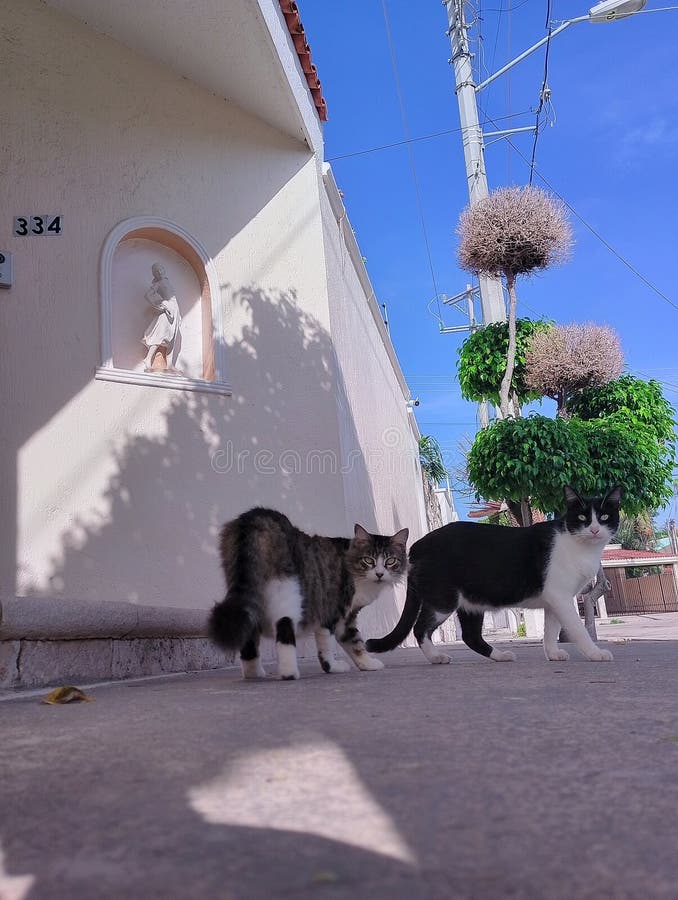 Two Cats Walking on the Sidewalk Stock Image - Image of street, pets ...