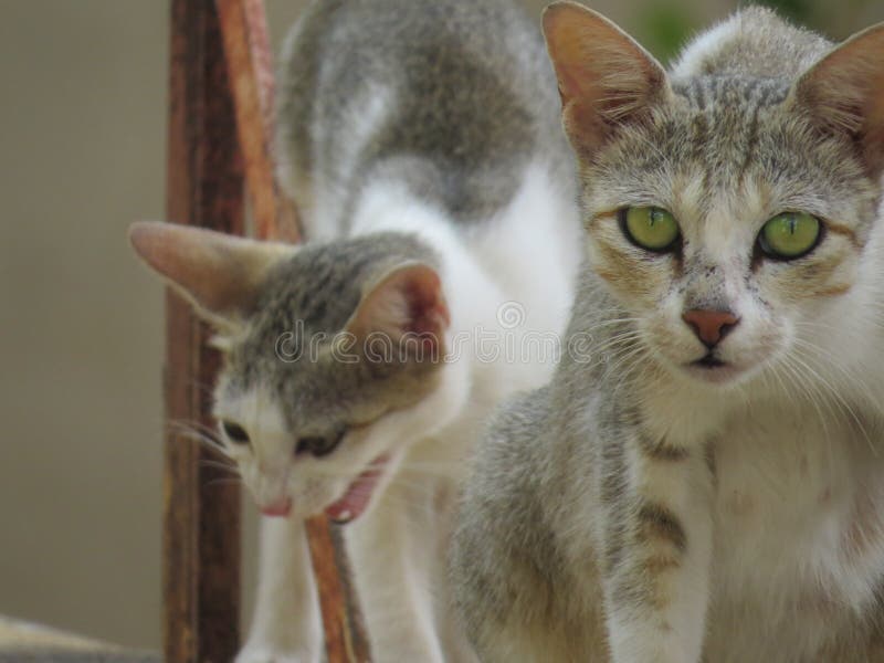 Two cats on a wall at noon stock image. Image of noon - 229219961