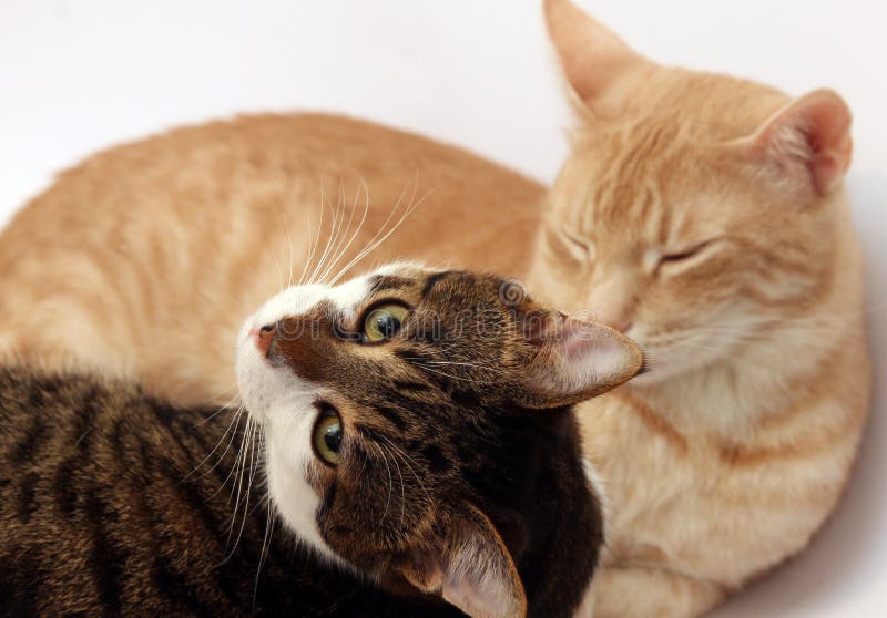 Two cats stock image. Image of white, friends, adopted - 163102273