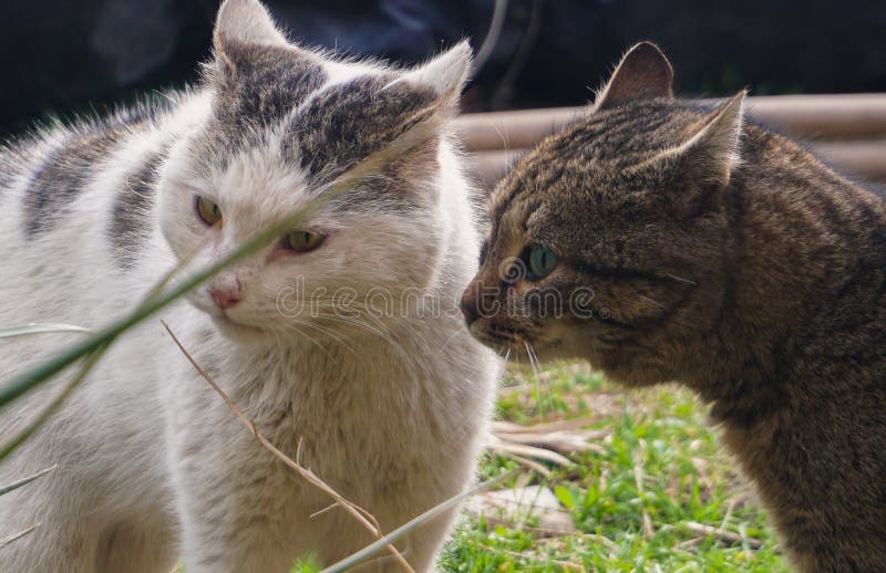 Cats stock image. Image of look, breed, cute, grass - 212793733
