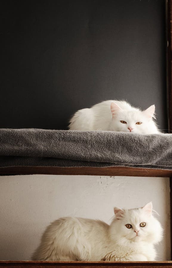 Two white cats stock photo. Image of adult, together - 38446654