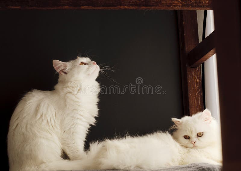 Two cats stock image. Image of kitty, adult, cute, together - 37491493