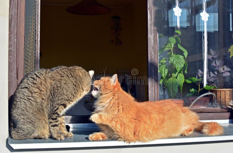 Two cats playing game stock image. Image of feline, play - 35118169