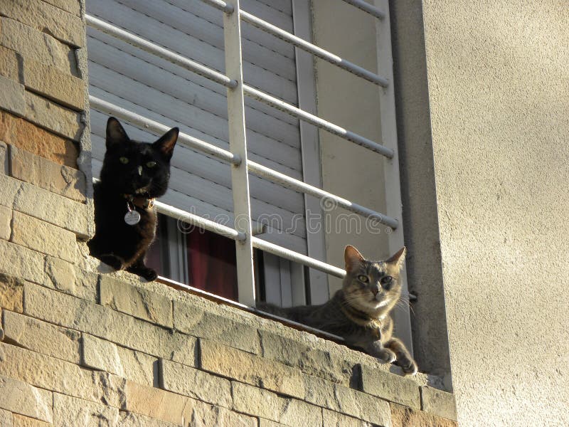 10,077 Black Cat Window Stock Photos - Free & Royalty-Free Stock Photos ...