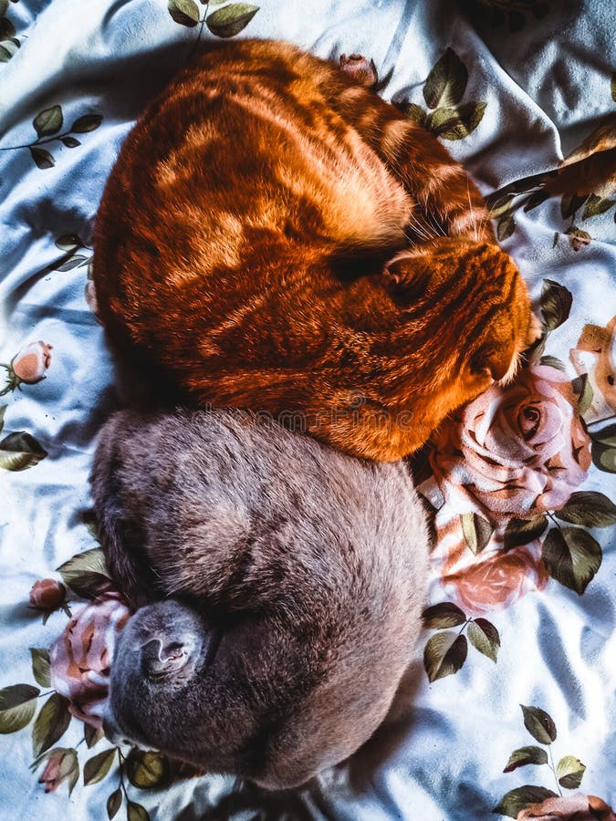 Two Cats in Yin-yang Pose. Two Sleeping Cats, Red and Gray, Curled Up ...