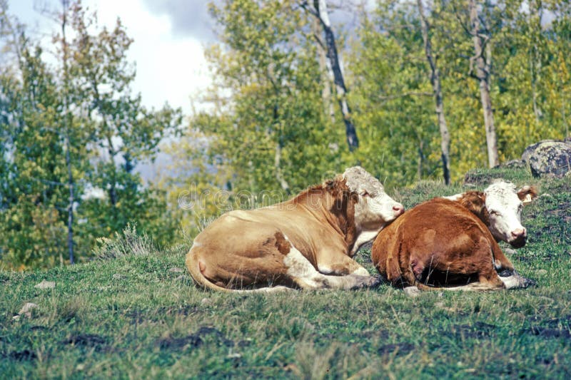 Two cattle in field stock photo. Image of resting, states - 52315186