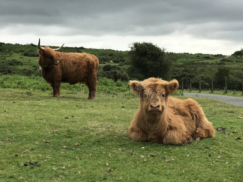 Cattle on the Moorlands of Bodmin Stock Photo - Image of greenery, cows ...