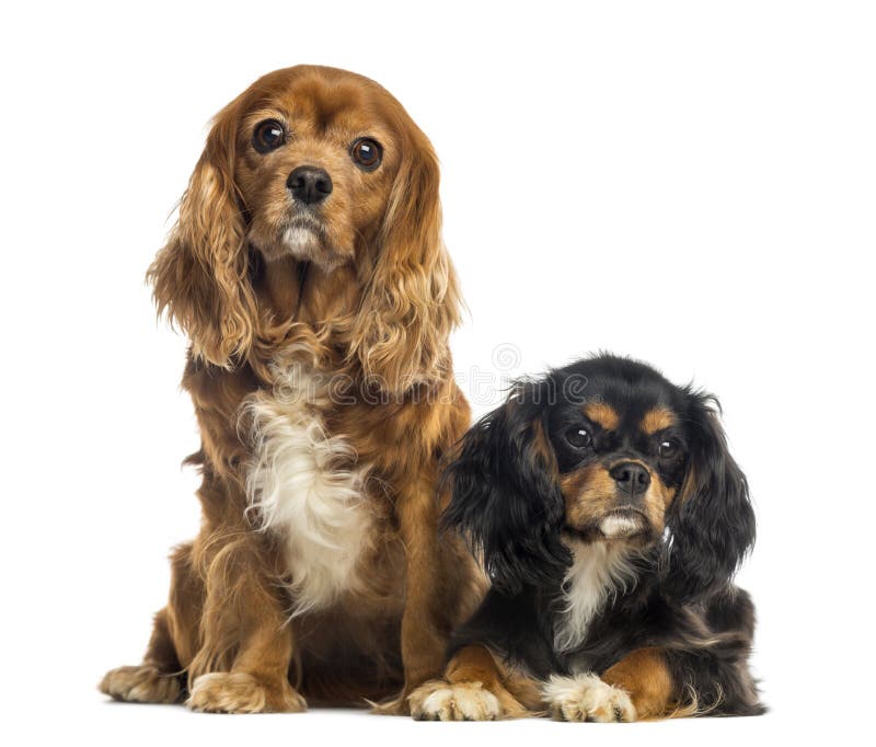 158 Cavalier King Charles Spaniel Lying Down Stock Photos - Free ...
