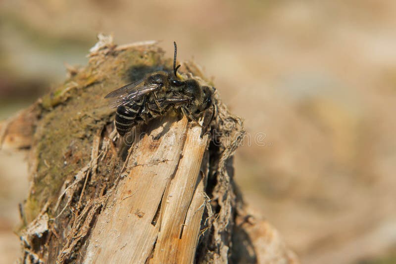 Aster Cellophane Bee - Colletes Compactus Stock Image - Image of ...