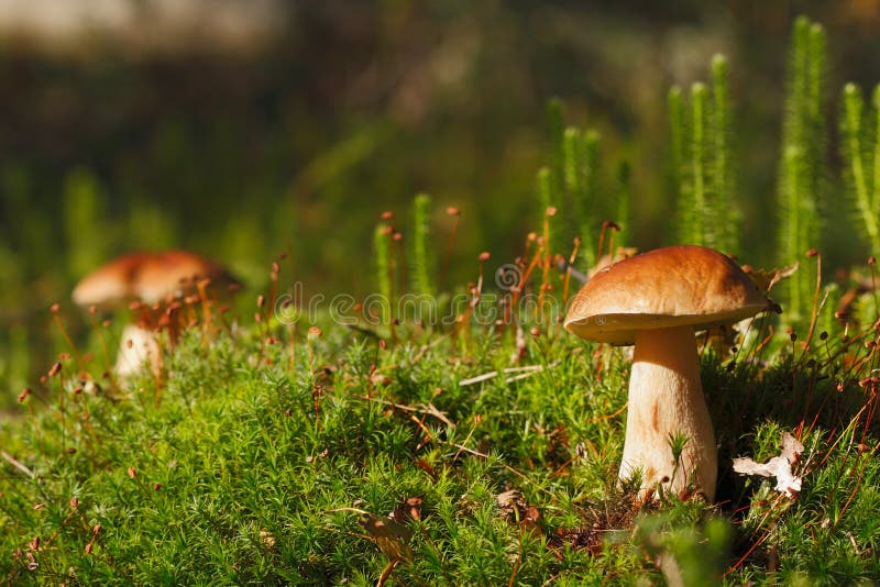 Two Ceps Isolated On White stock image. Image of tasty - 25086995