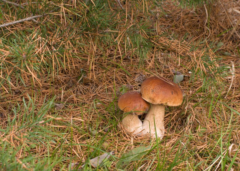 Two ceps. stock image. Image of closeup, ripe, brown - 16341781