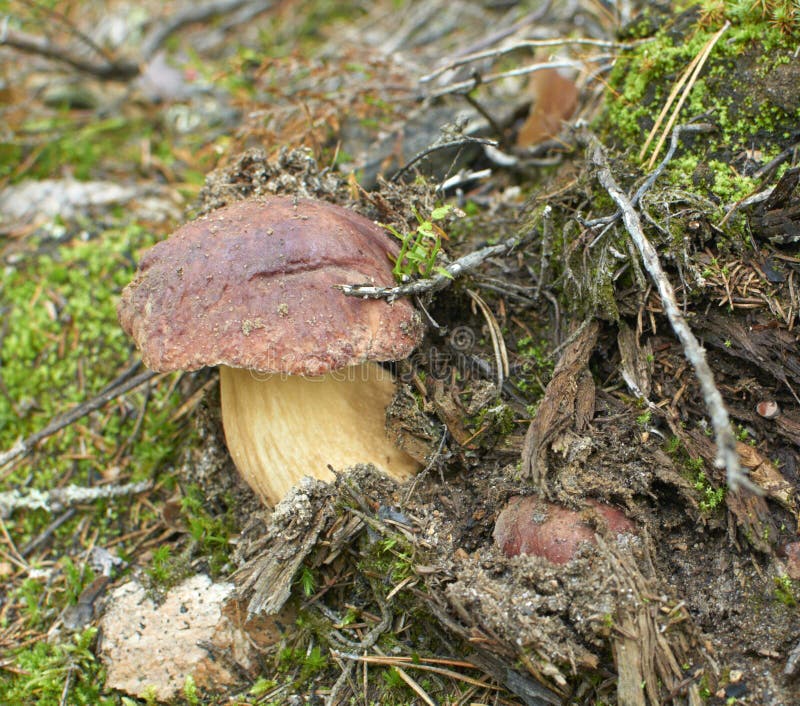 Two ceps stock image. Image of grow, fungi, brown, branches - 22465899