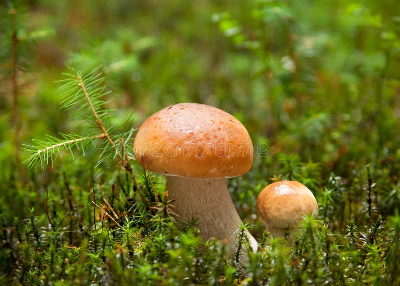 Two ceps stock image. Image of autumn, eatable, grass - 31422337