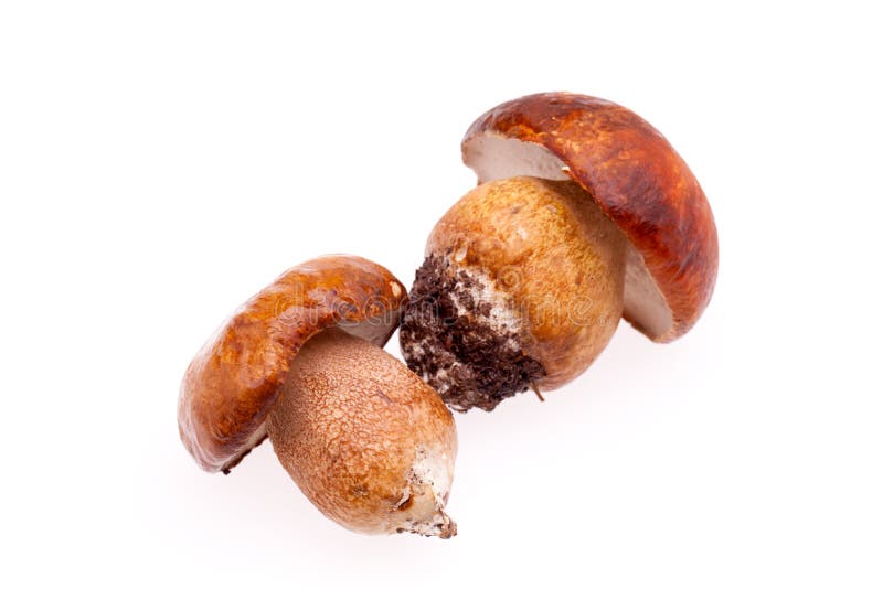 Two Ceps Isolated on White stock image. Image of ingredient - 25086995