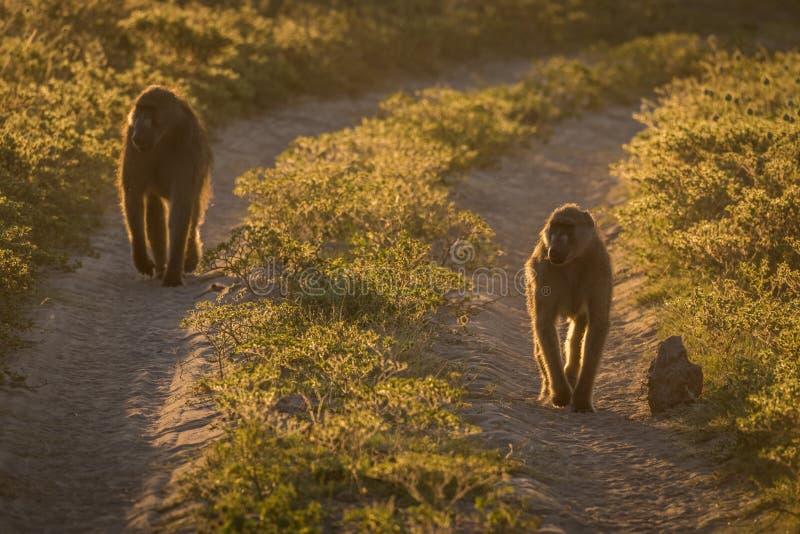 Two Chacma Baboons Walking Along Sandy Track Stock Photo - Image of ...