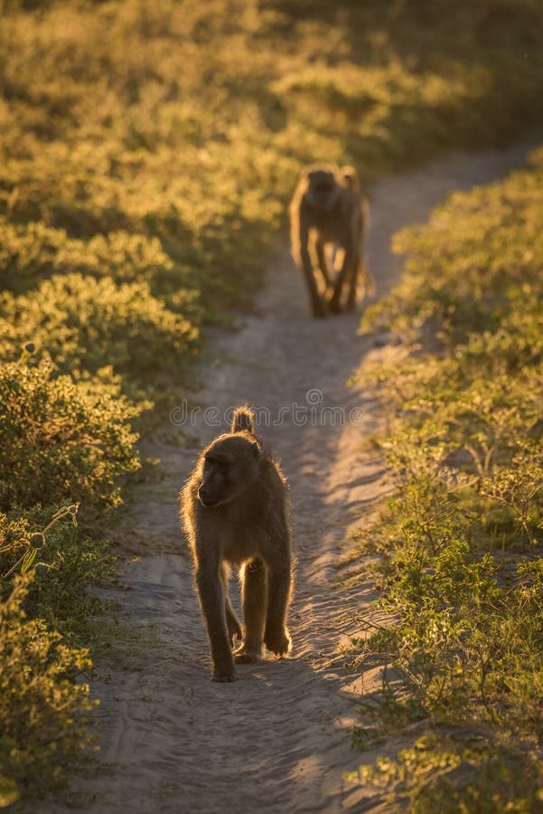 Two Chacma Baboons Walking Down Sandy Track Stock Image - Image of ...