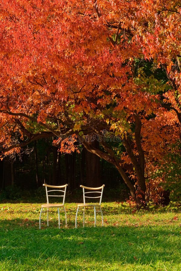 Two chairs and red maple stock photo. Image of tree, chair - 38423484