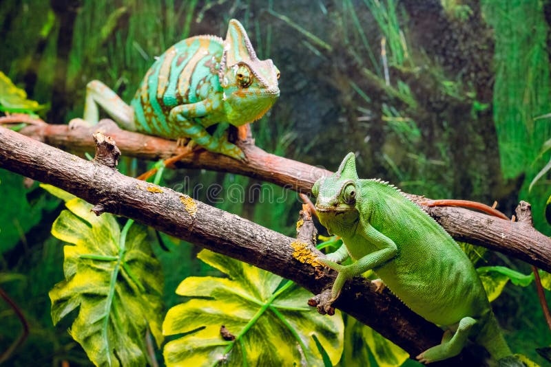Two Chameleons in the Wild Green Background. in the Sun. Botanical ...