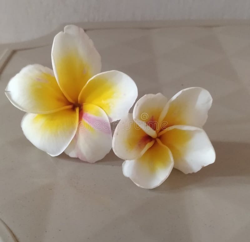 Chapa Flower Stock Photos - Free & Royalty-Free Stock Photos from ...