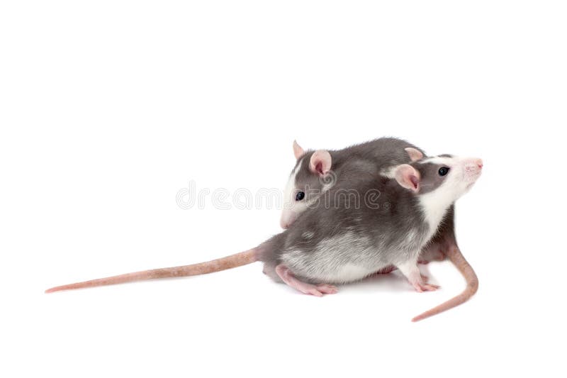 Two Rats Together Stock Photos - Free & Royalty-Free Stock Photos from ...