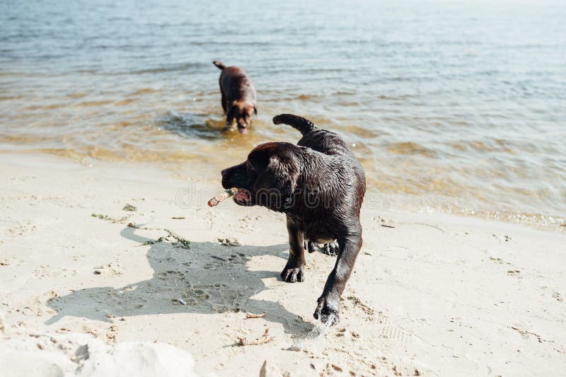 Two Cheerful Brown Labradors Play in Water Stock Photo - Image of ...