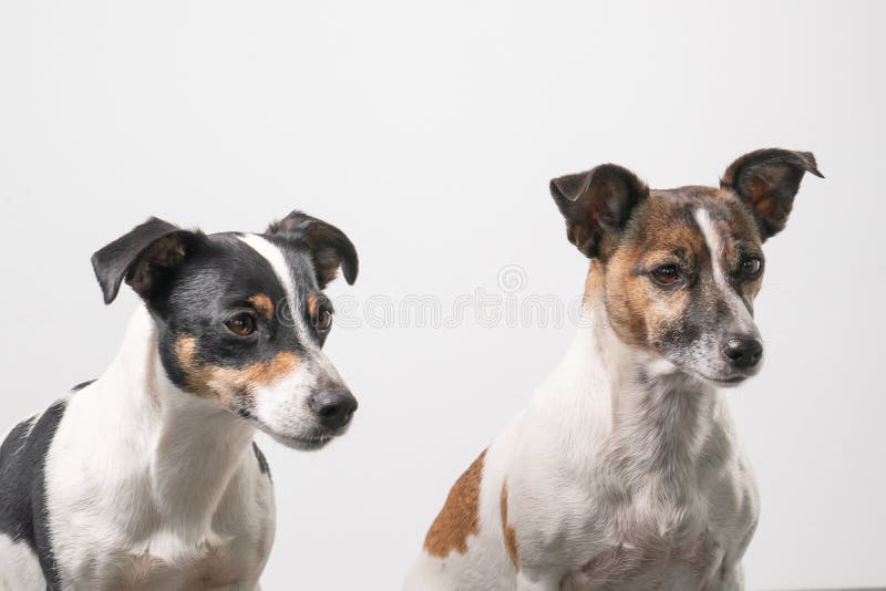 Two Cheerful Jack Russell Terriers Posing in a Studio, in Full Length ...