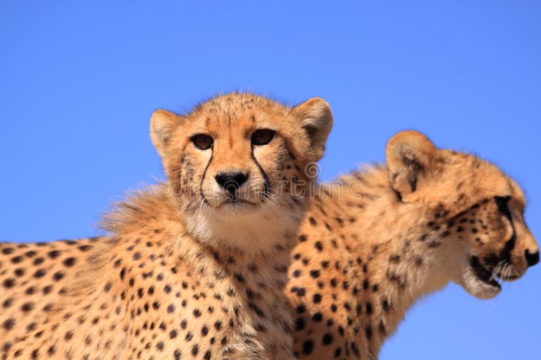 Two cheetah cubs blue sky stock image. Image of african - 20612619