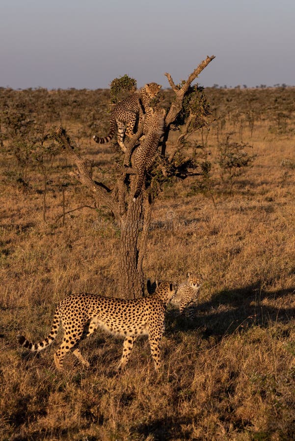 Two Cheetah Cubs Climb Tree Near Family Stock Photo - Image of wildlife ...