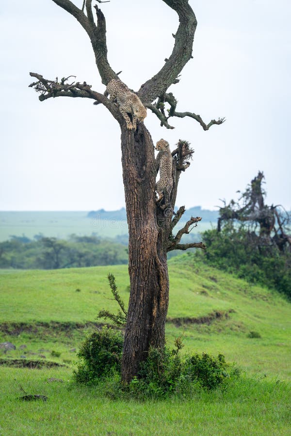 Two Cheetah Cubs Climb Tree on Savanna Stock Image - Image of acinonyx ...